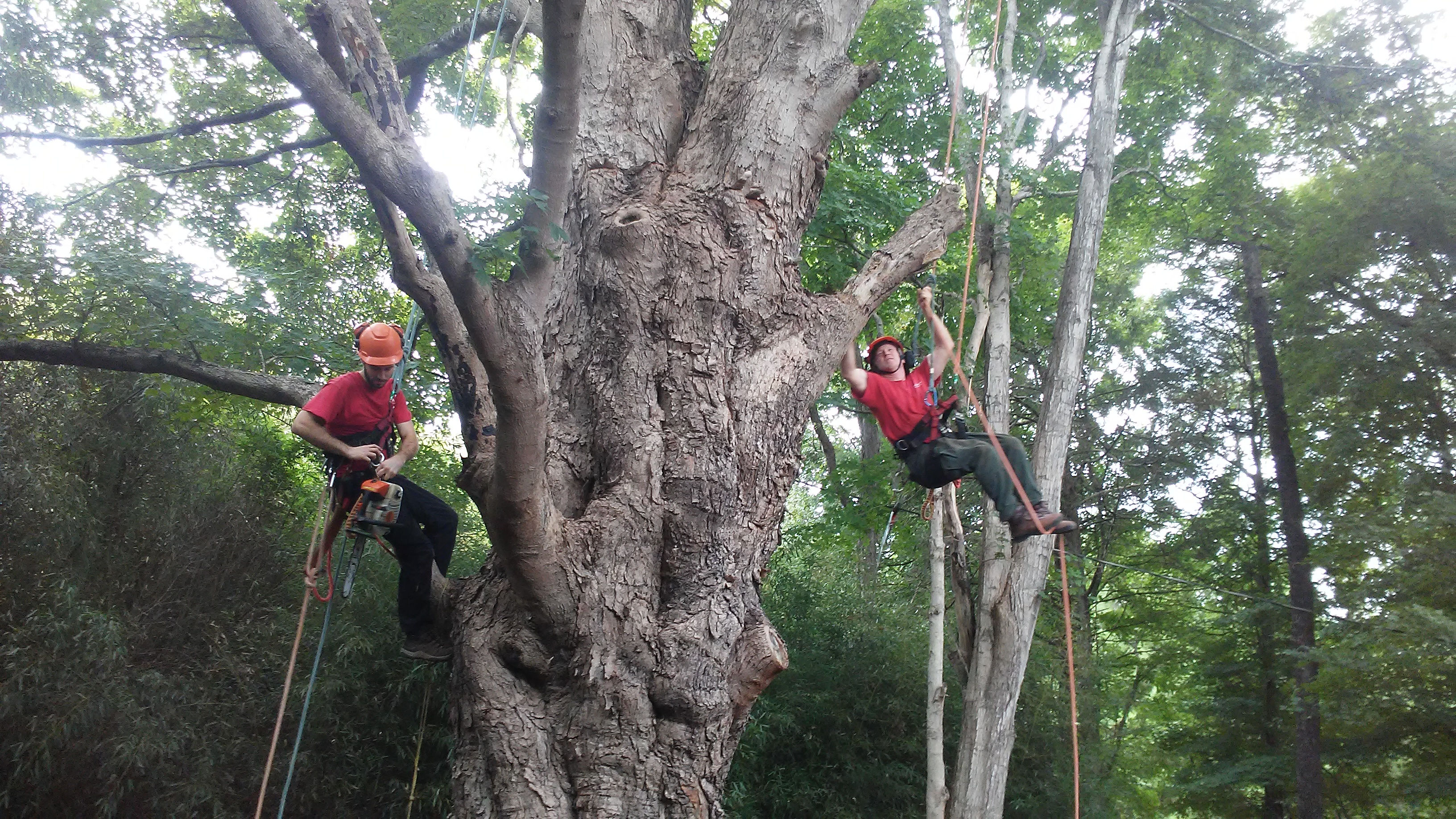 The Arborist Tree Service – Tree Care, Pruning and Removal in Chapel ...