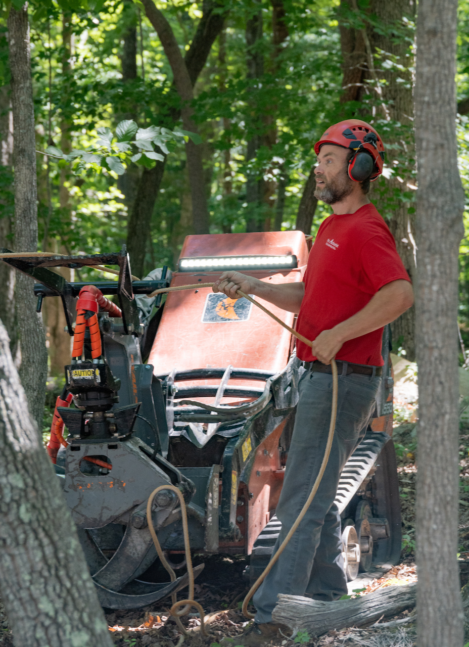 Our Services The Arborist Tree Service